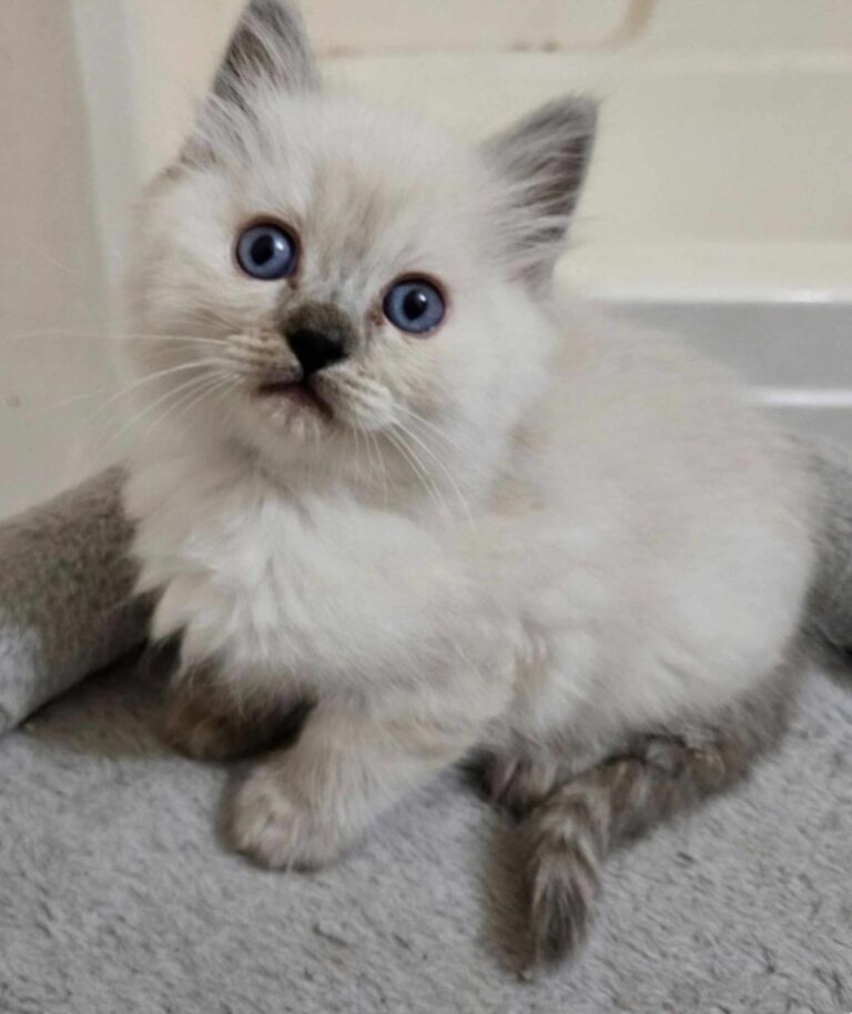 Ragdoll Kittens for Sale in Oregon | Dragonheart Cattery