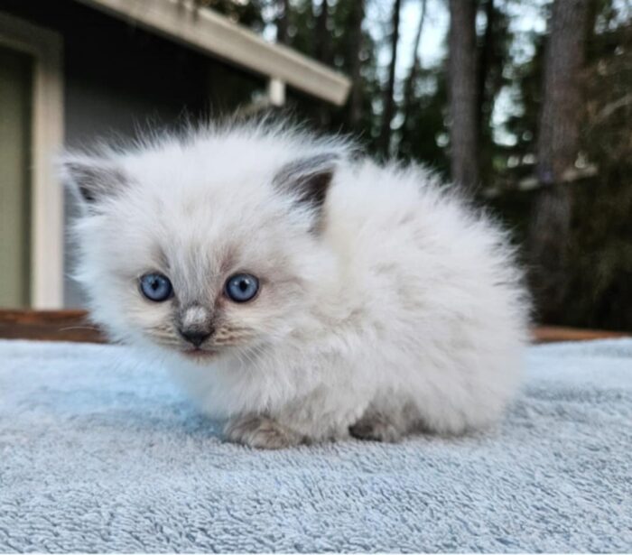 Ragdoll Kittens for Sale in Oregon | Dragonheart Cattery