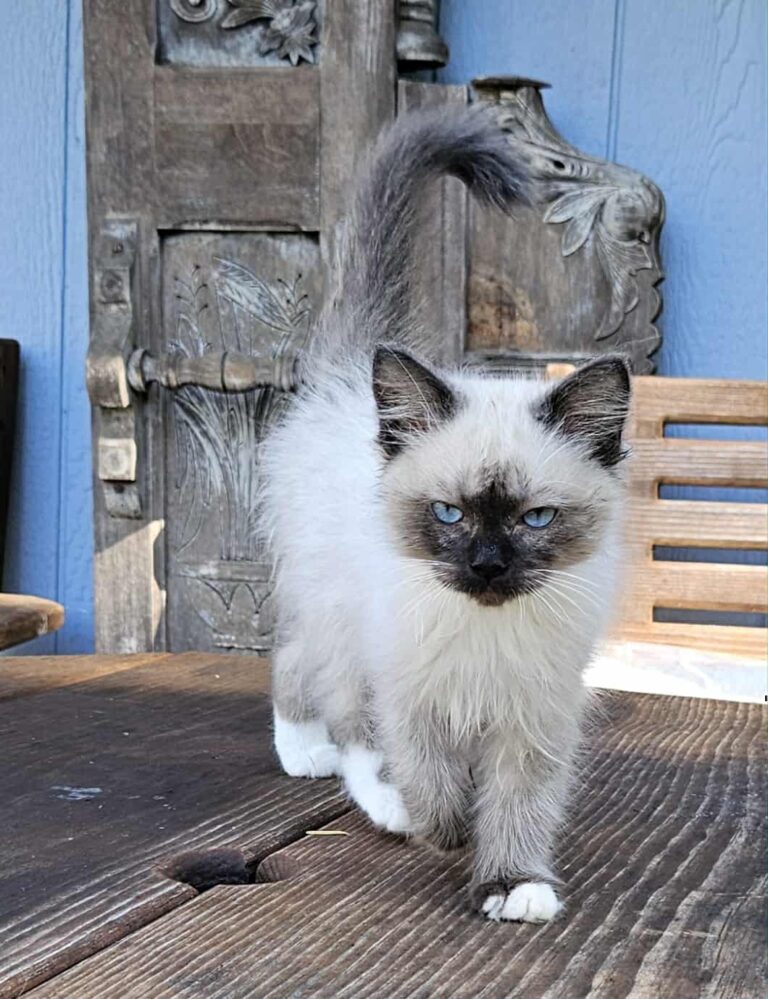 112d3043-9d4f-4da9-a8f0-d994e843ebfc | Dragonheart Cattery