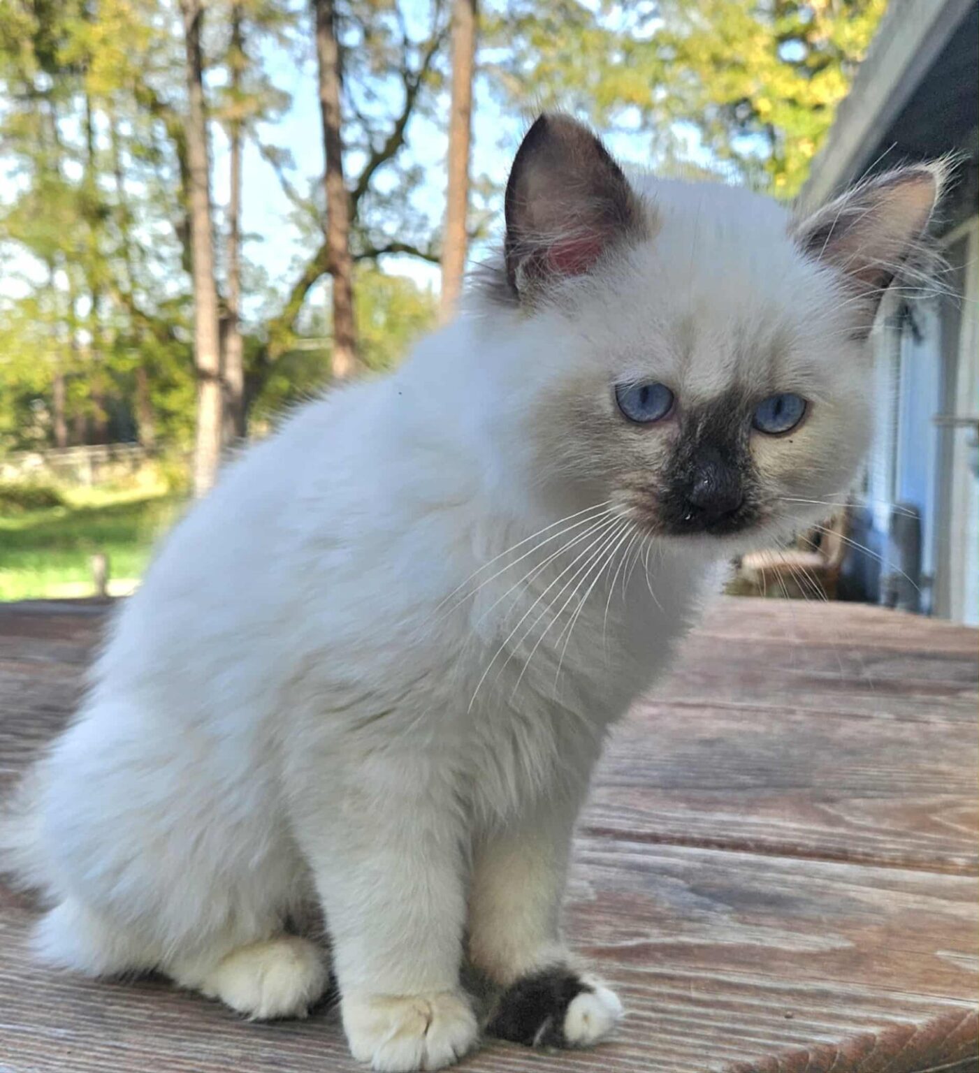 5764d6a1-14bb-4432-b118-fbd2f851f1bb (1) | Dragonheart Cattery