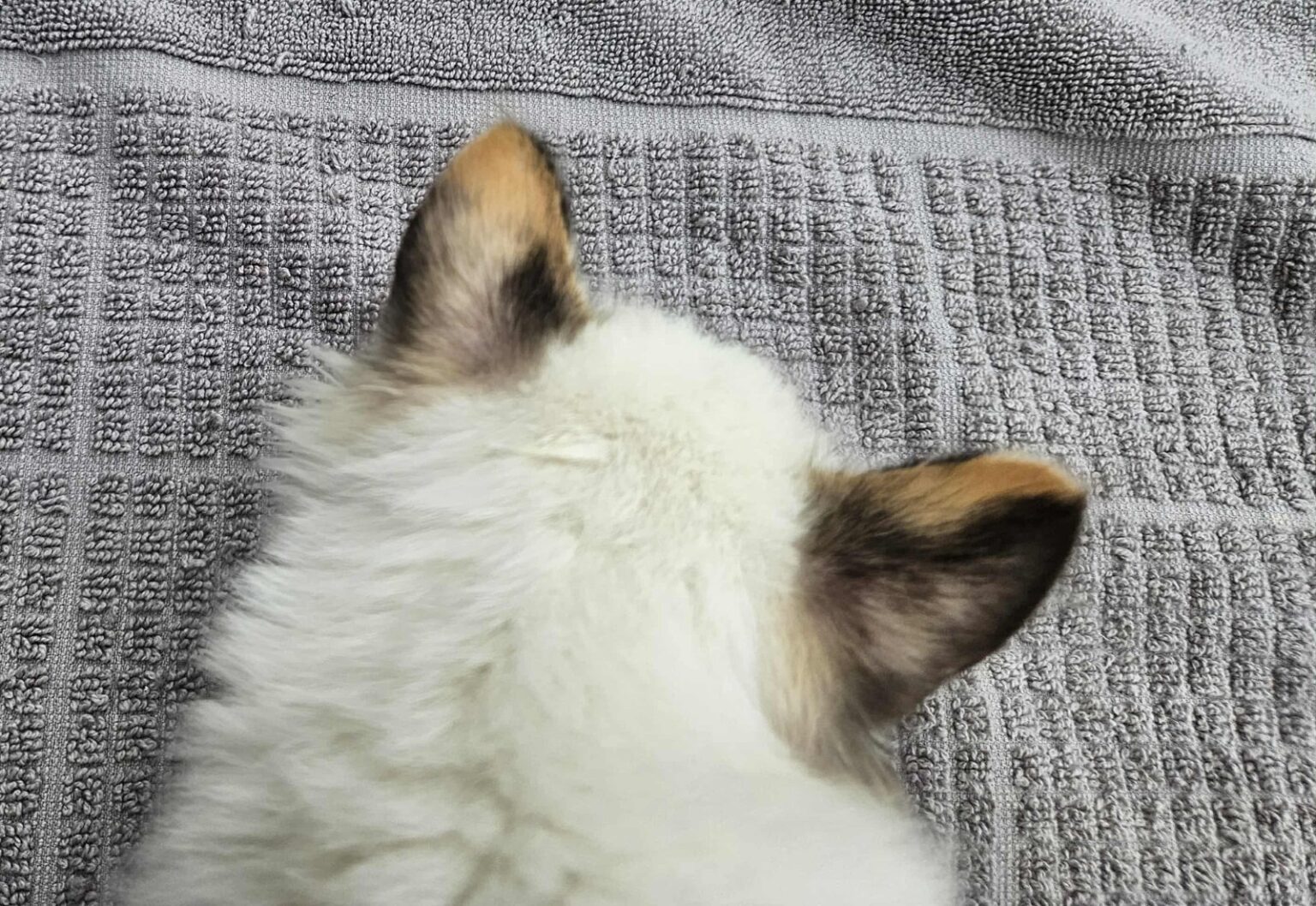 acf3fc9c-bf07-45b6-986d-0e2d43e1e7af | Dragonheart Cattery